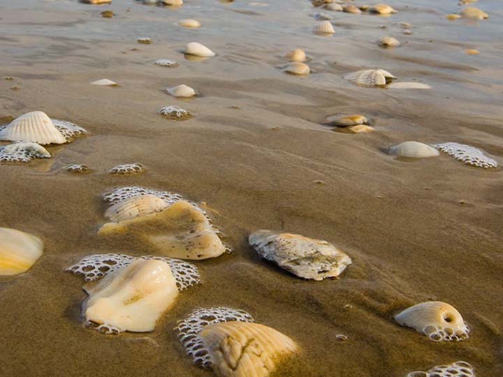 Beaches - Galveston Beach Information Questions and Answers